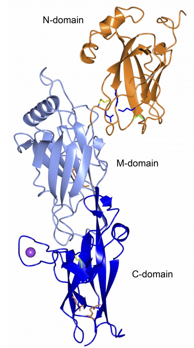 Karina Persson – Biostruct