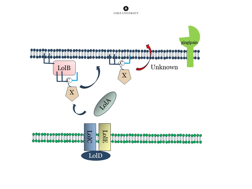 Karina Persson – Biostruct